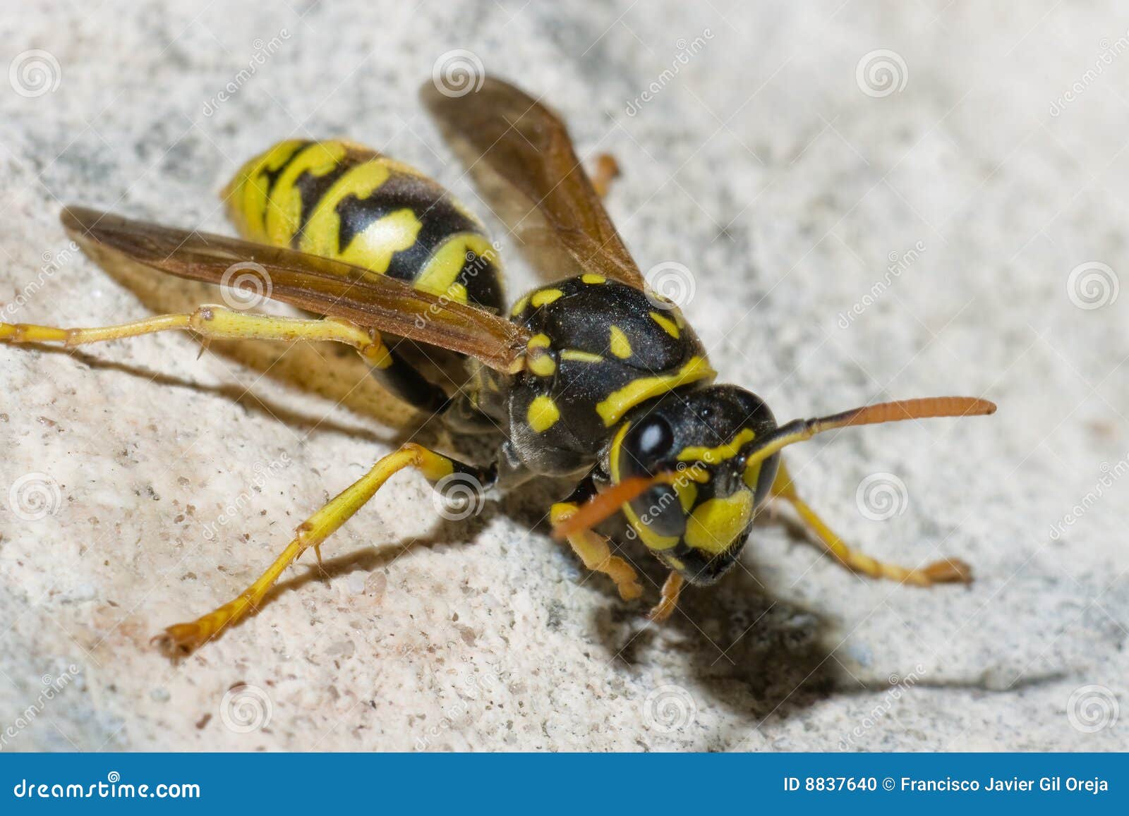 Wasp stock photo. Image of animal, wild, tail, polistes - 8837640