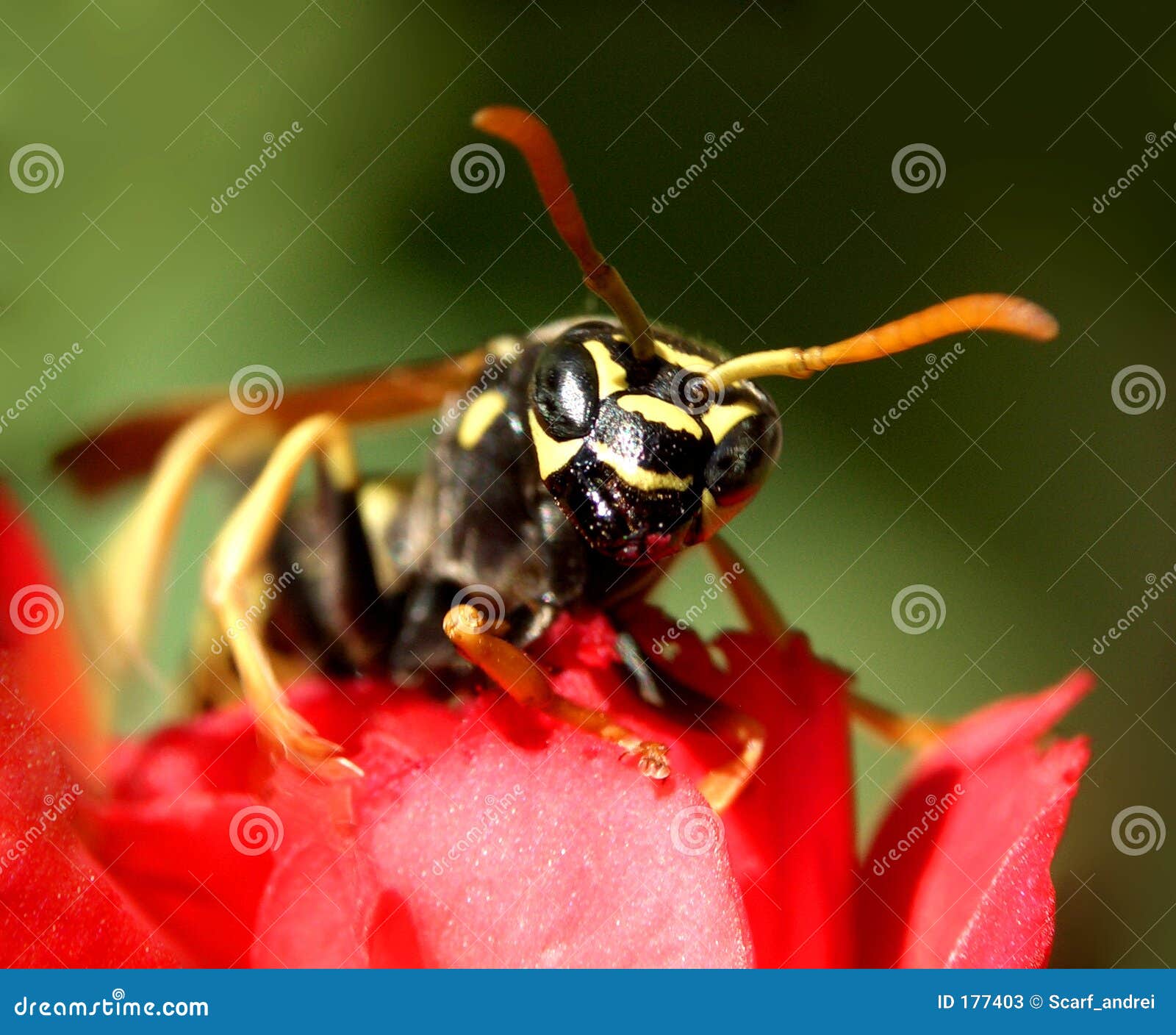 Wasp...(9) Picture. Image: 177403