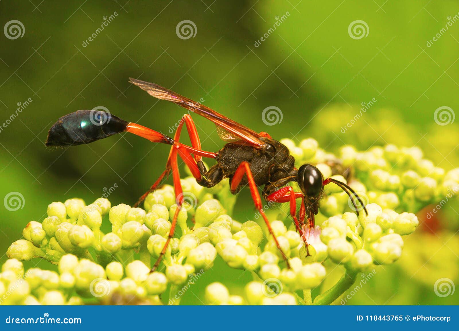 Wasp , Aarey Milk Colony stock image. Image of hymenoptera - 110443765