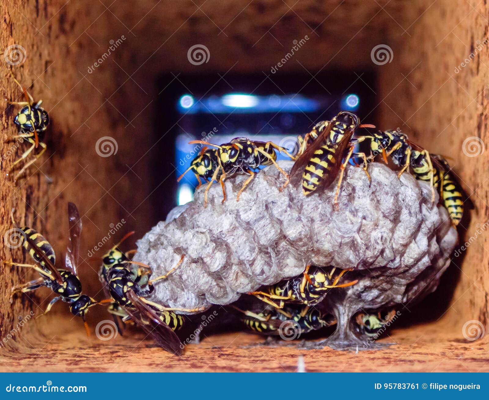 A Wasp is Any Insect of the Order Hymenoptera and Suborder Apocrita ...