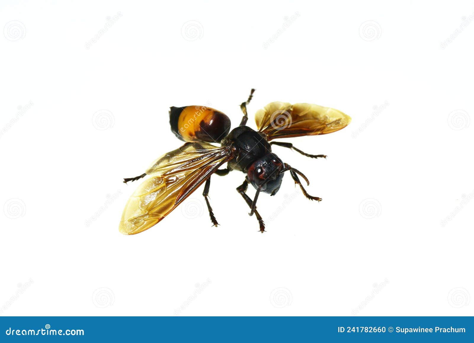 Wasp Asian Giants Wasp Asia Isolated on the White Background Stock ...