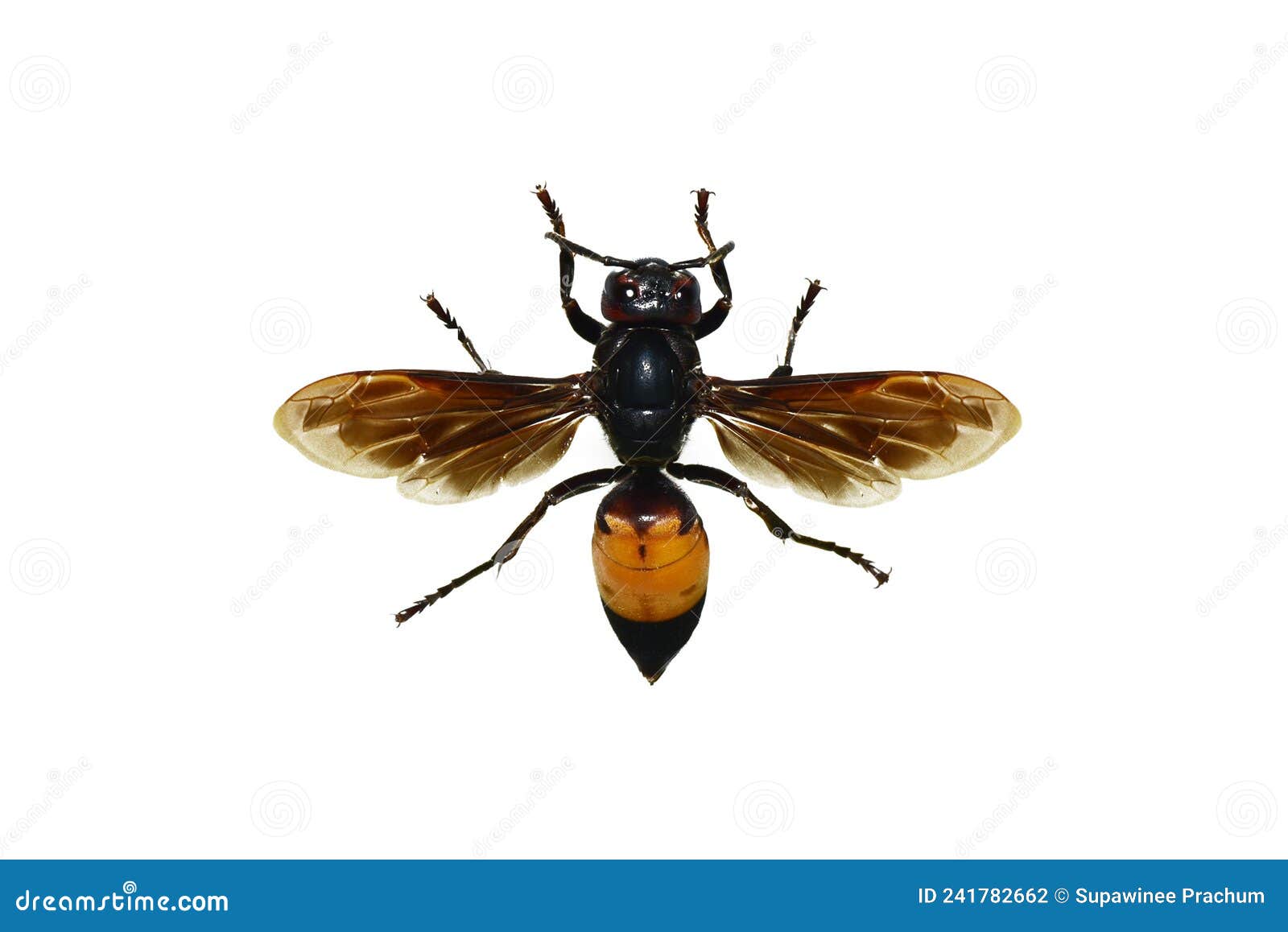 Wasp Asian Giants Wasp Asia Isolated on the White Background Stock ...
