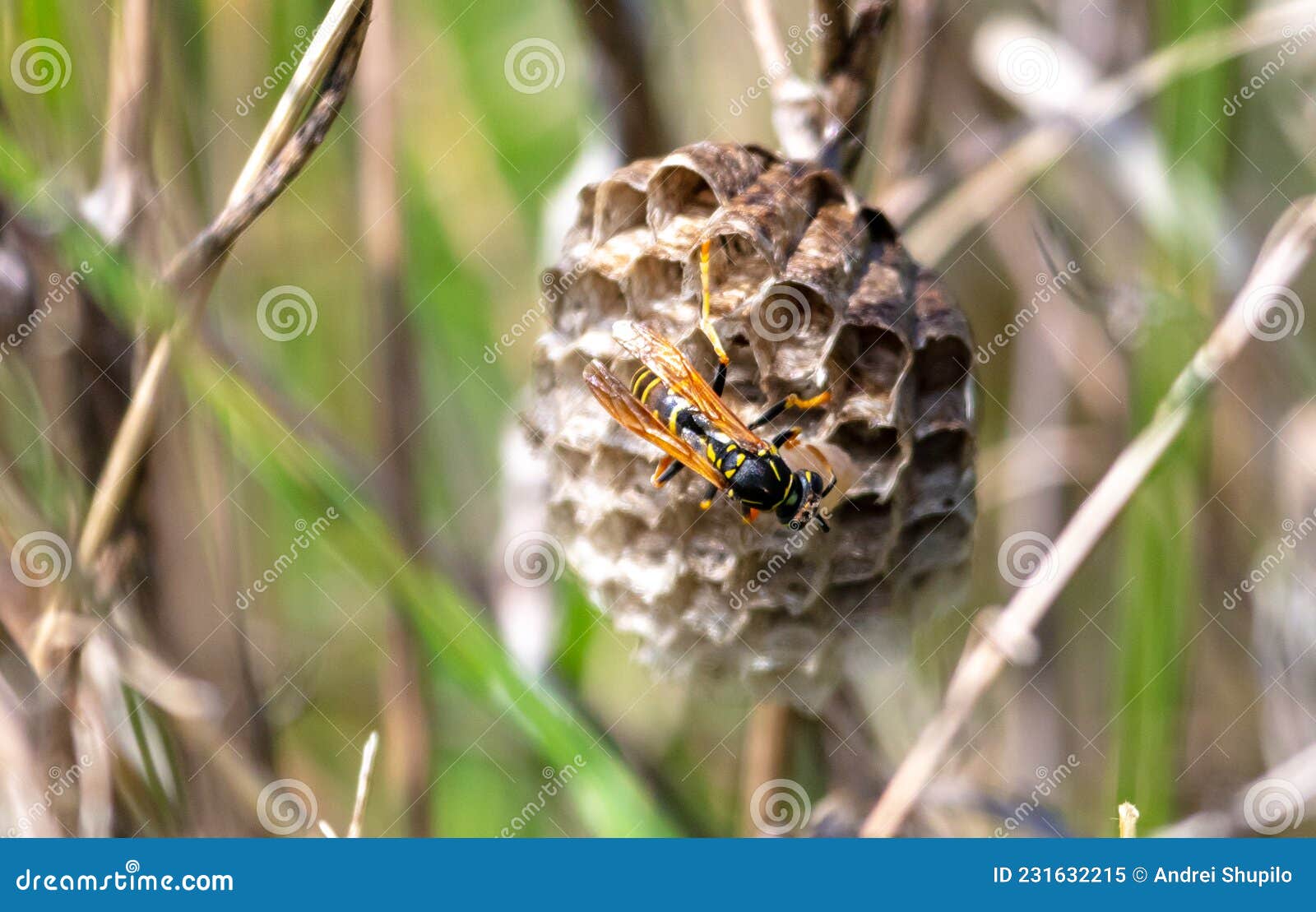 Wasp on an Aspen Forest in Nature in Summer. Stock Image - Image of ...