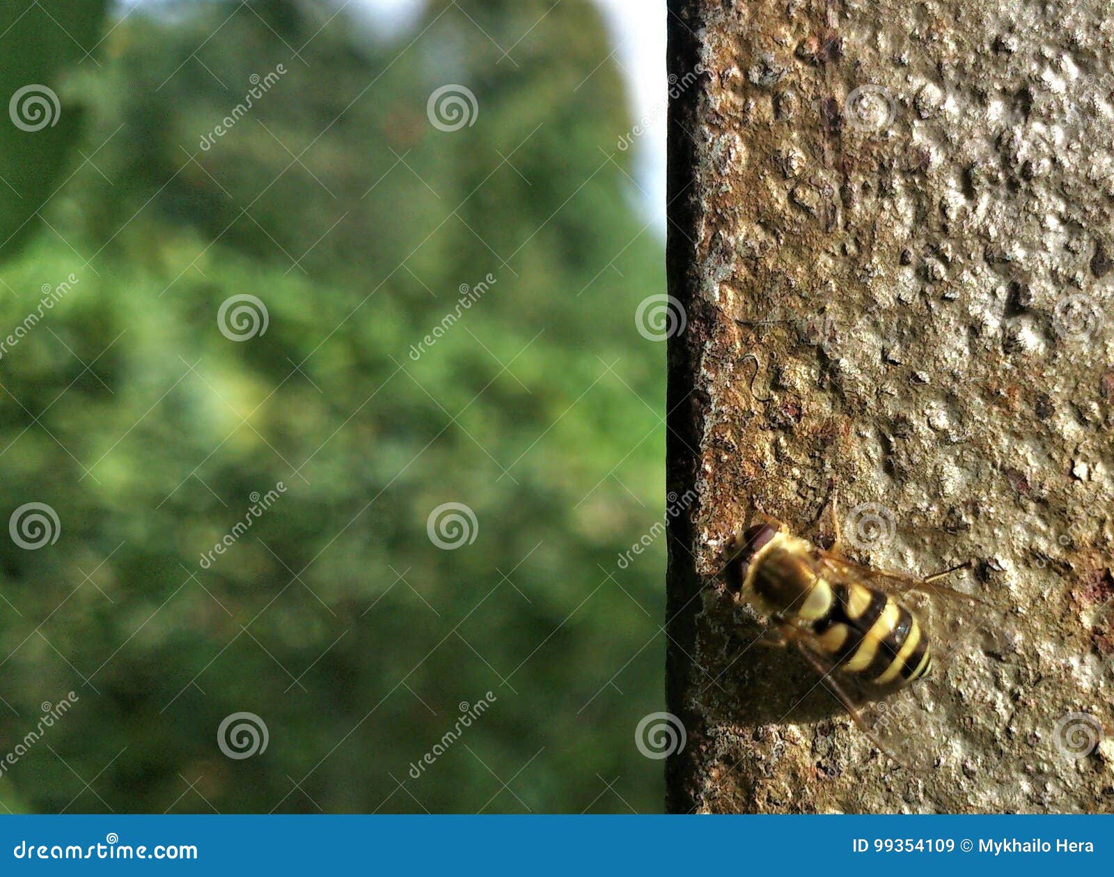 Wasp stock image. Image of insect, poison, wasp, sting - 99354109
