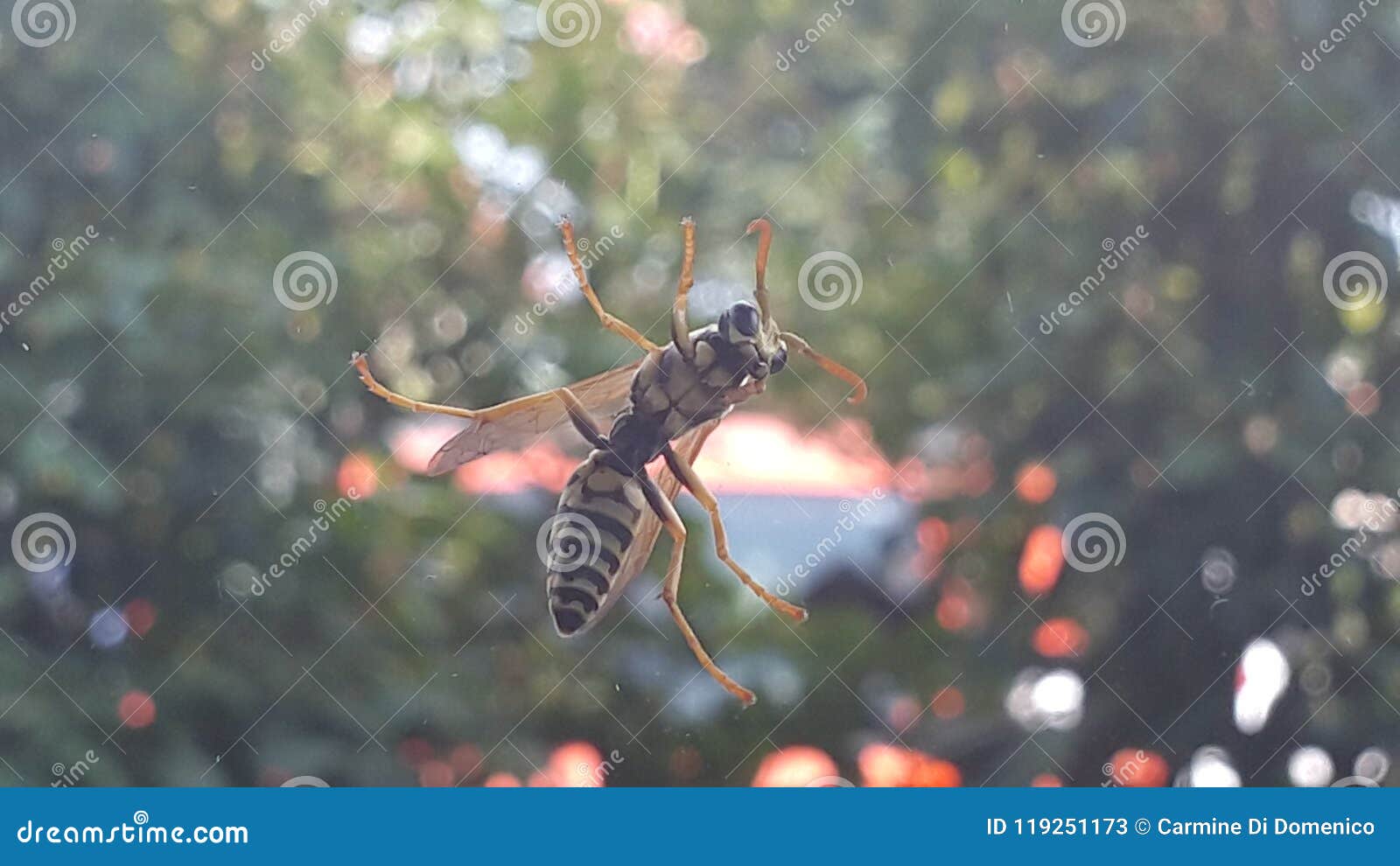 Wasp stock image. Image of wasp, nature, stinger, attack - 119251173