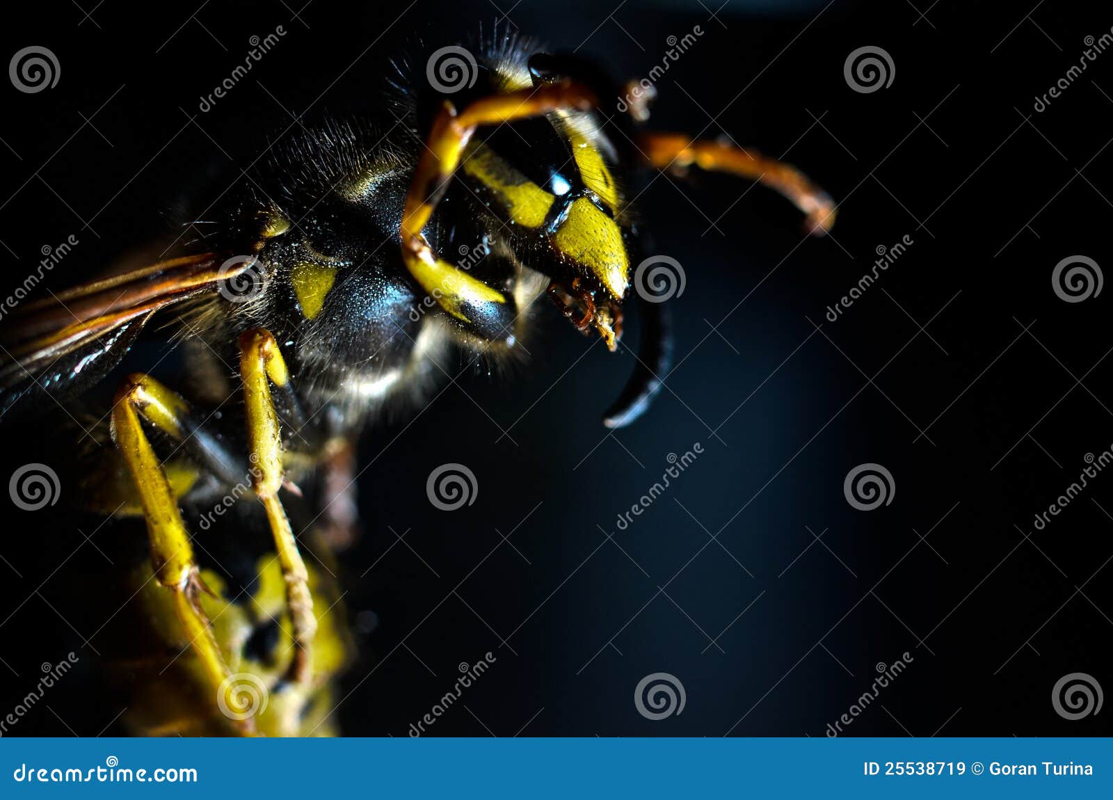 Wasp attack stock image. Image of ugly, eyes, wicked - 25538719