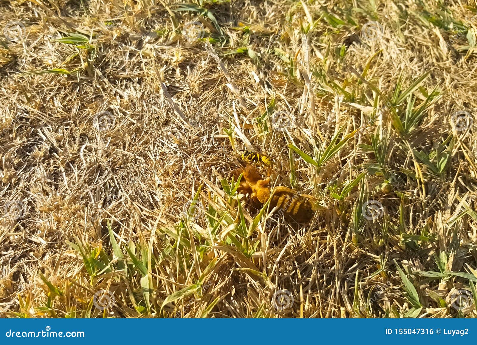 Wasp Attacked Gryllotalpa Gryllotalpa. Wasp Predator Stock Photo ...