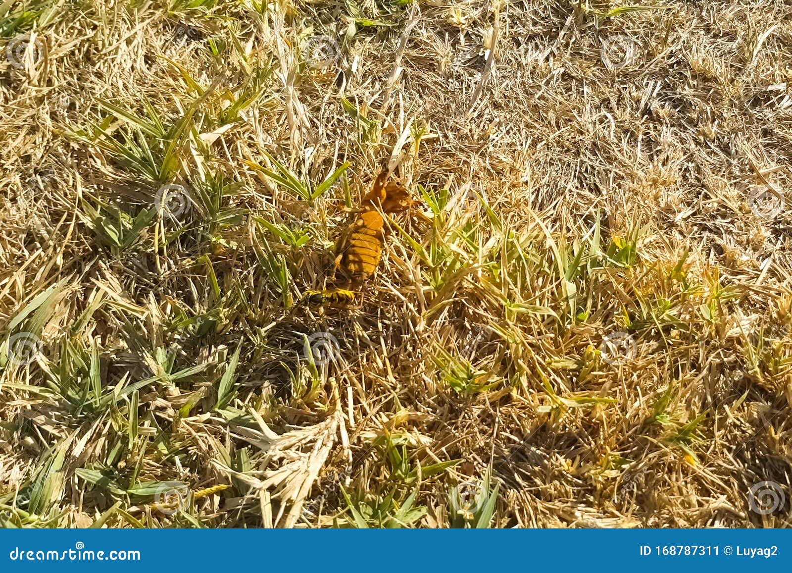 Wasp Attacked Gryllotalpa Gryllotalpa. Wasp Predator Stock Image ...