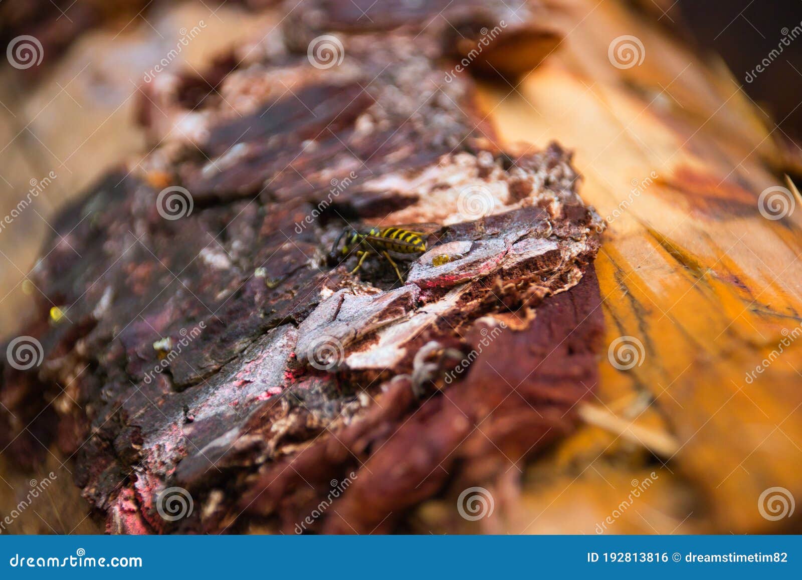 A Wasp on the Bark of a Freshly Felled Tree Stock Photo - Image of ...