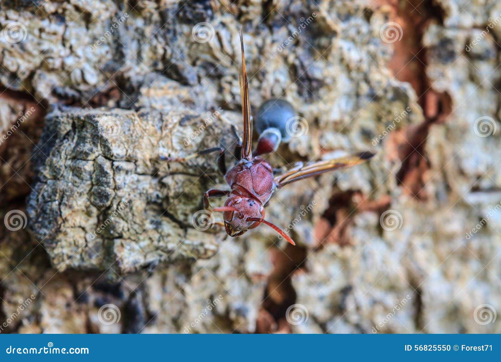 Wasp on bark tree stock photo. Image of striped, beautiful - 56825550