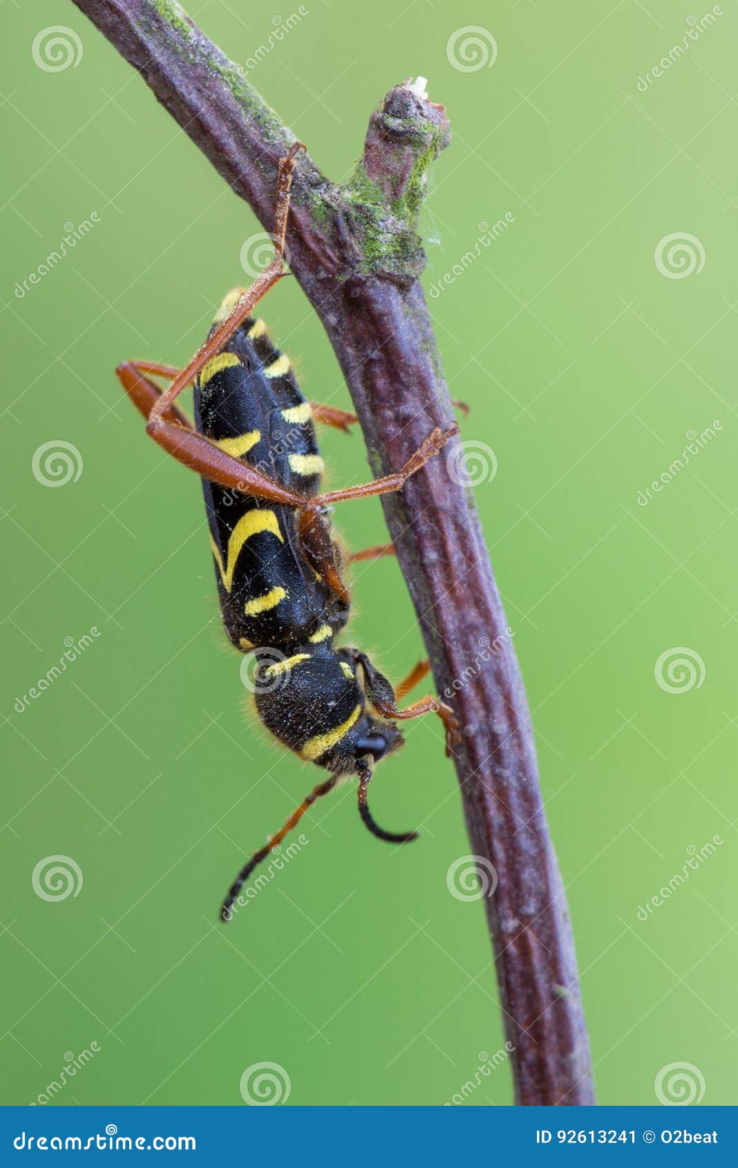 Wasp Beetle - Clytus Arietis Stock Image - Image of animal, forest ...