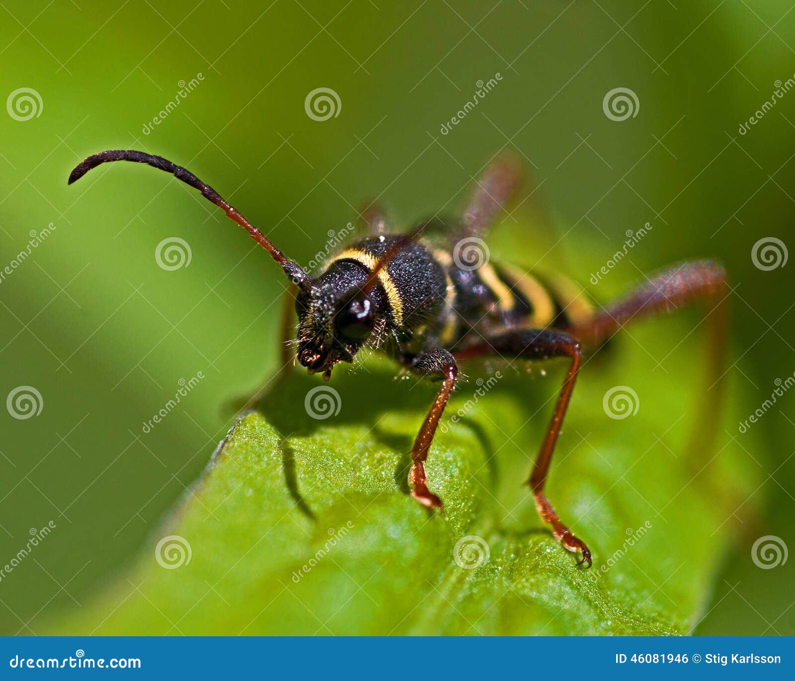 Wasp Beetle, Clytus Arietis Stock Photo - Image of insect, wildlife ...