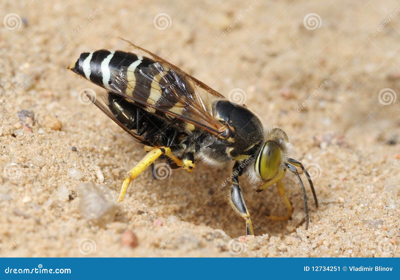 Wasp Bembex Rostratus with Prey Stock Image - Image of chela, striated ...
