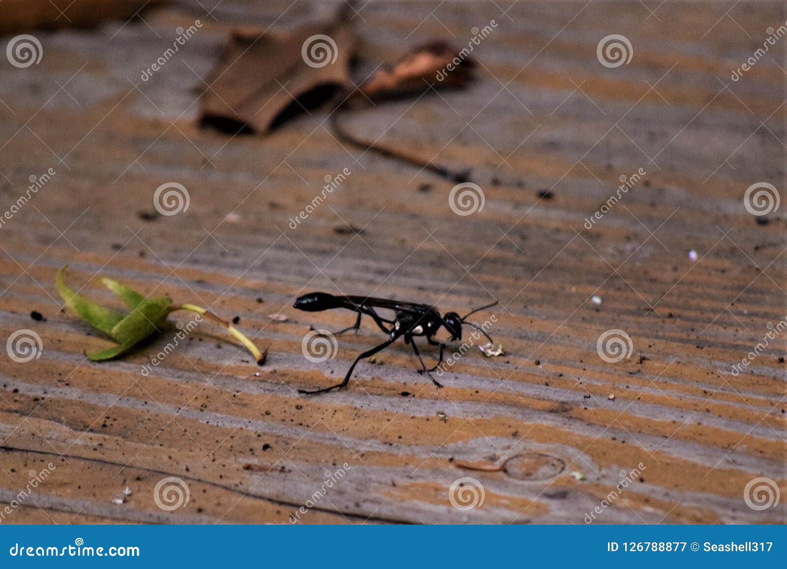 Wasp stock image. Image of sting, black, wood, pest - 126788877