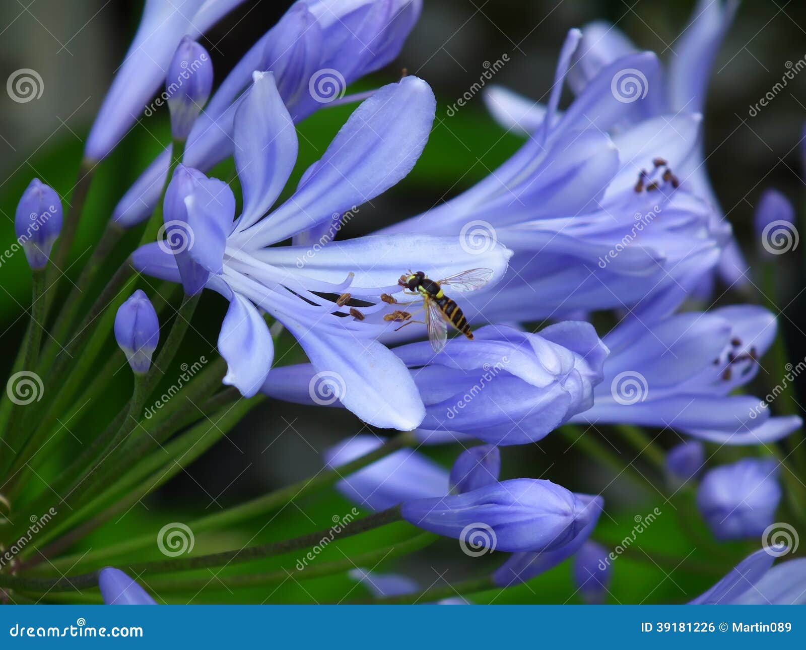 Wasp on a blue flower stock photo. Image of green, close - 39181226