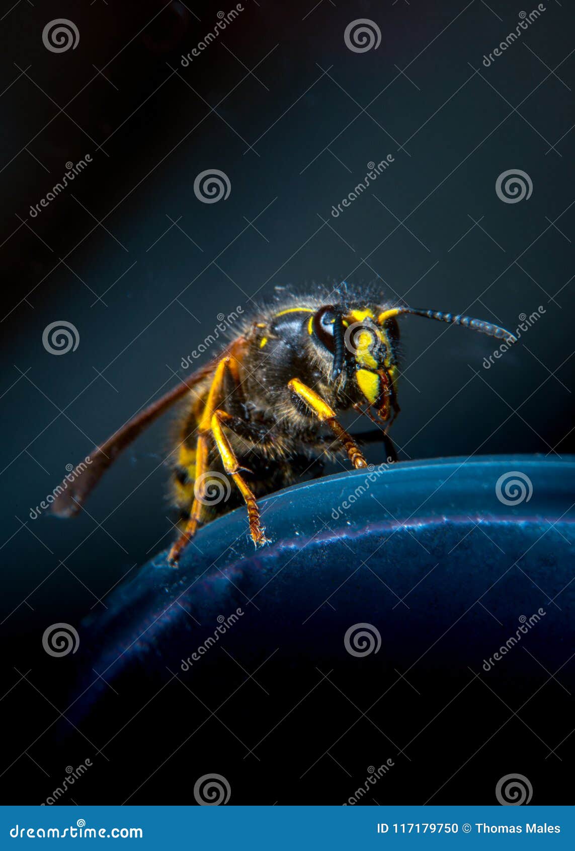 Wasp stock photo. Image of macro, wild, vespula, vulgaris - 117179750