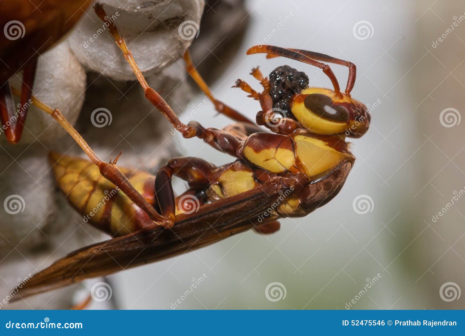 582 Beautiful Wasp Hive Stock Photos - Free & Royalty-Free Stock Photos ...