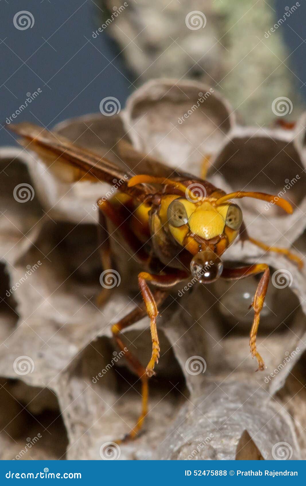 Wasp bubble stock photo. Image of food, blowing, bugs - 52475888