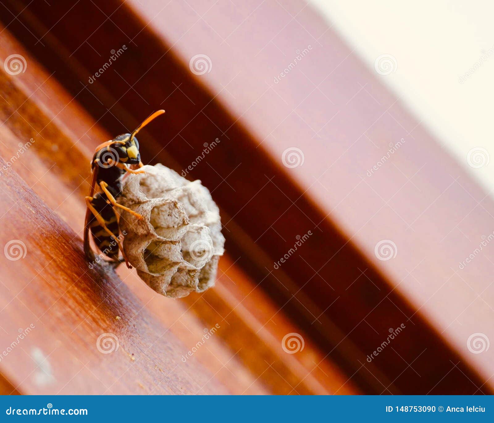 A wasp build his nest stock photo. Image of build, nice - 148753090