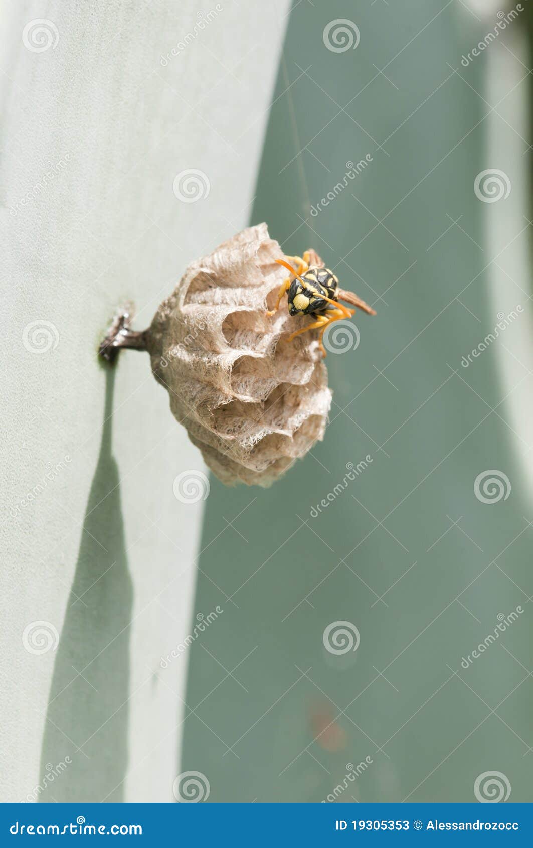 Wasp building its nest stock image. Image of female, wasp - 19305353