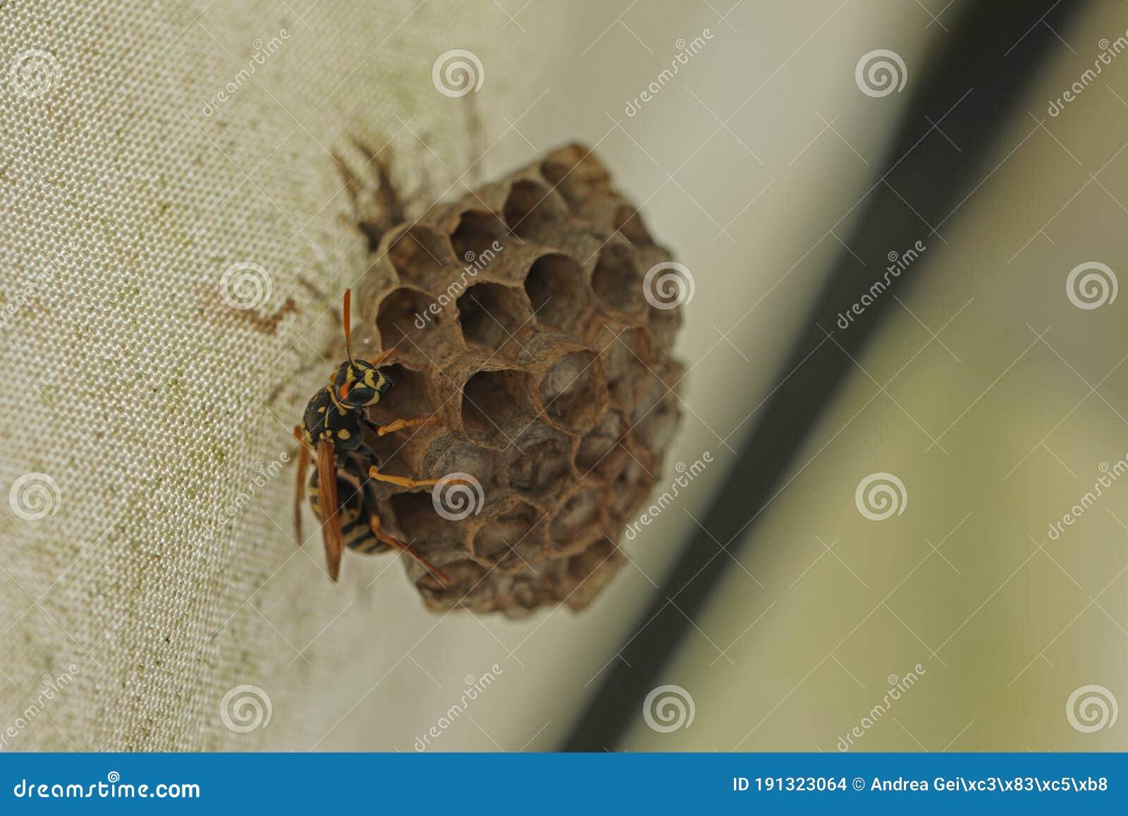 Wasp building a nest stock photo. Image of insects, moving - 191323064