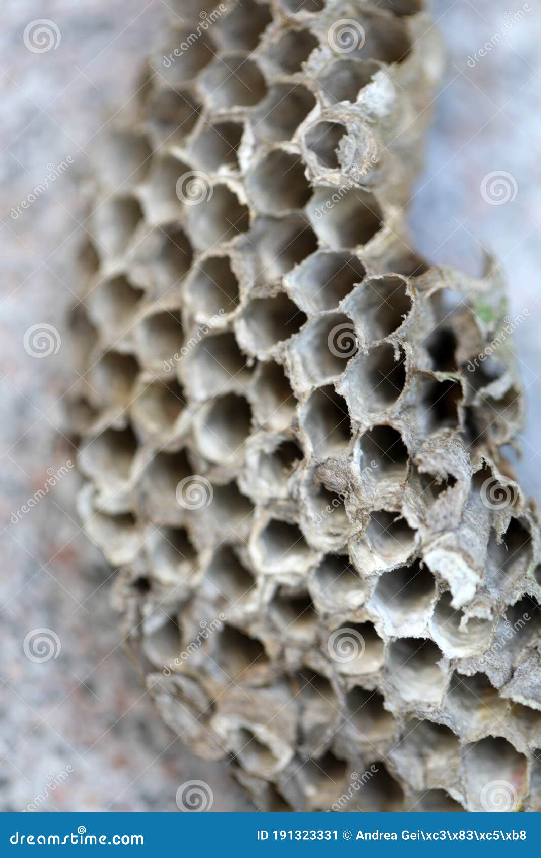 Wasp building a nest stock image. Image of combs, natural - 191323331