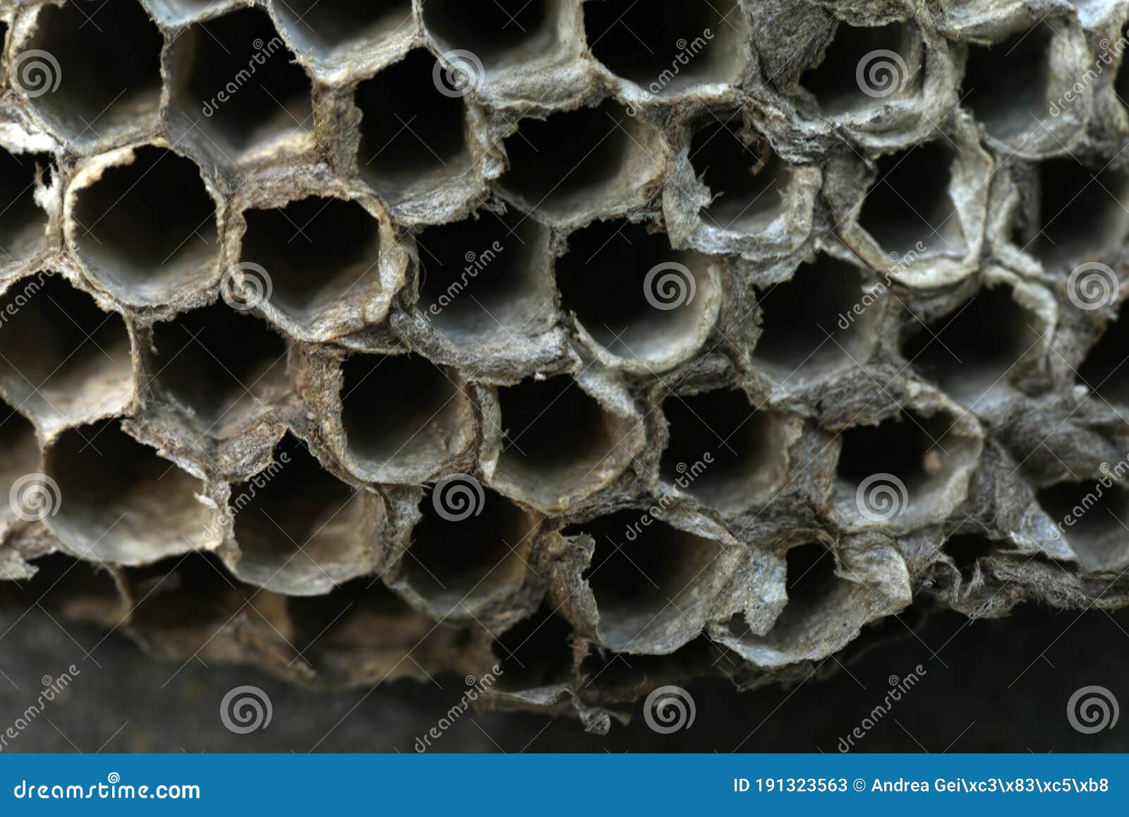 Wasp building a nest stock image. Image of allergy, detail - 191323563