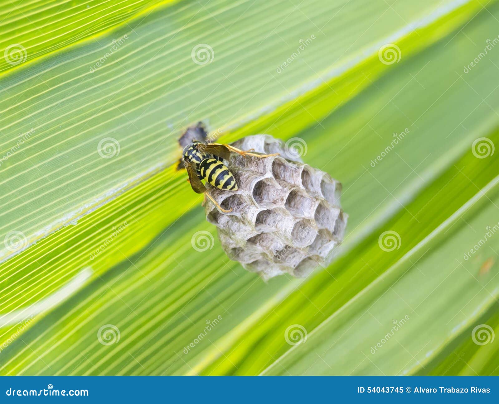 Wasp Building a Nest in a Palm Leaf Stock Image - Image of beautiful ...
