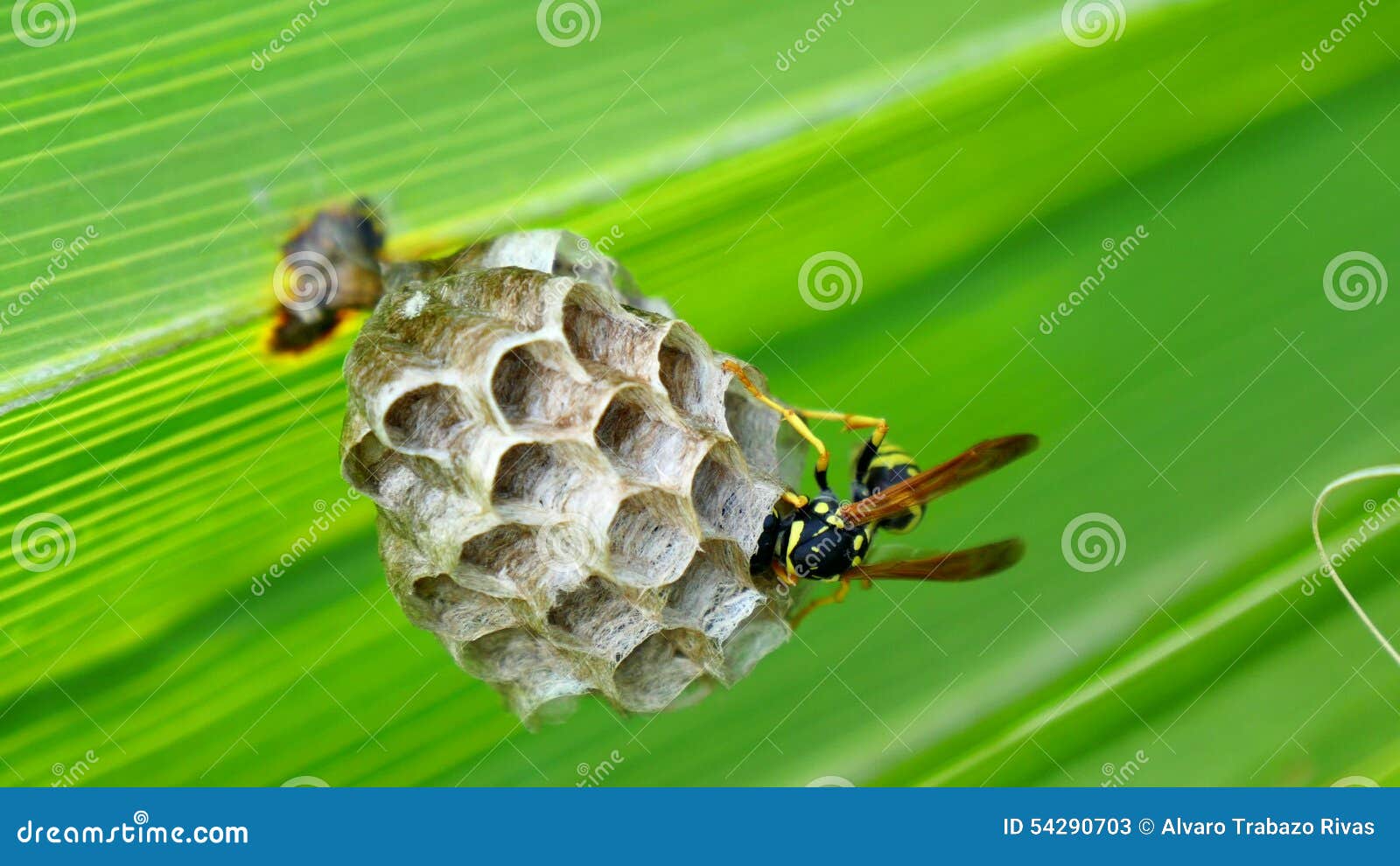 Wasp Building a Nest in a Palm Leaf (4K) Stock Video - Video of ...
