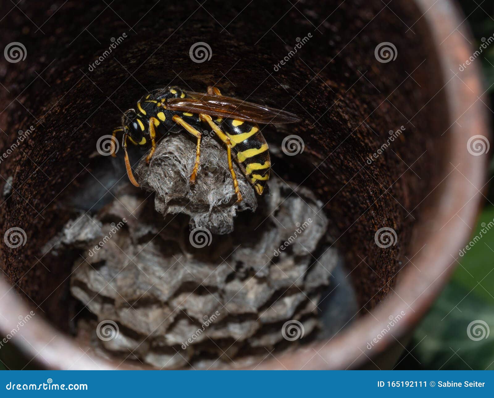 Wasp Builds a Nest in a Tube Stock Image - Image of nature, backdrop ...