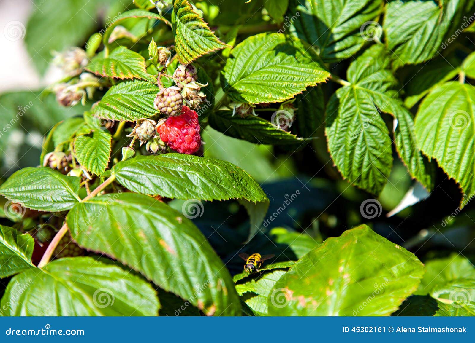 Wasp and the Bush of Raspberry in Middle Summer Stock Image - Image of ...