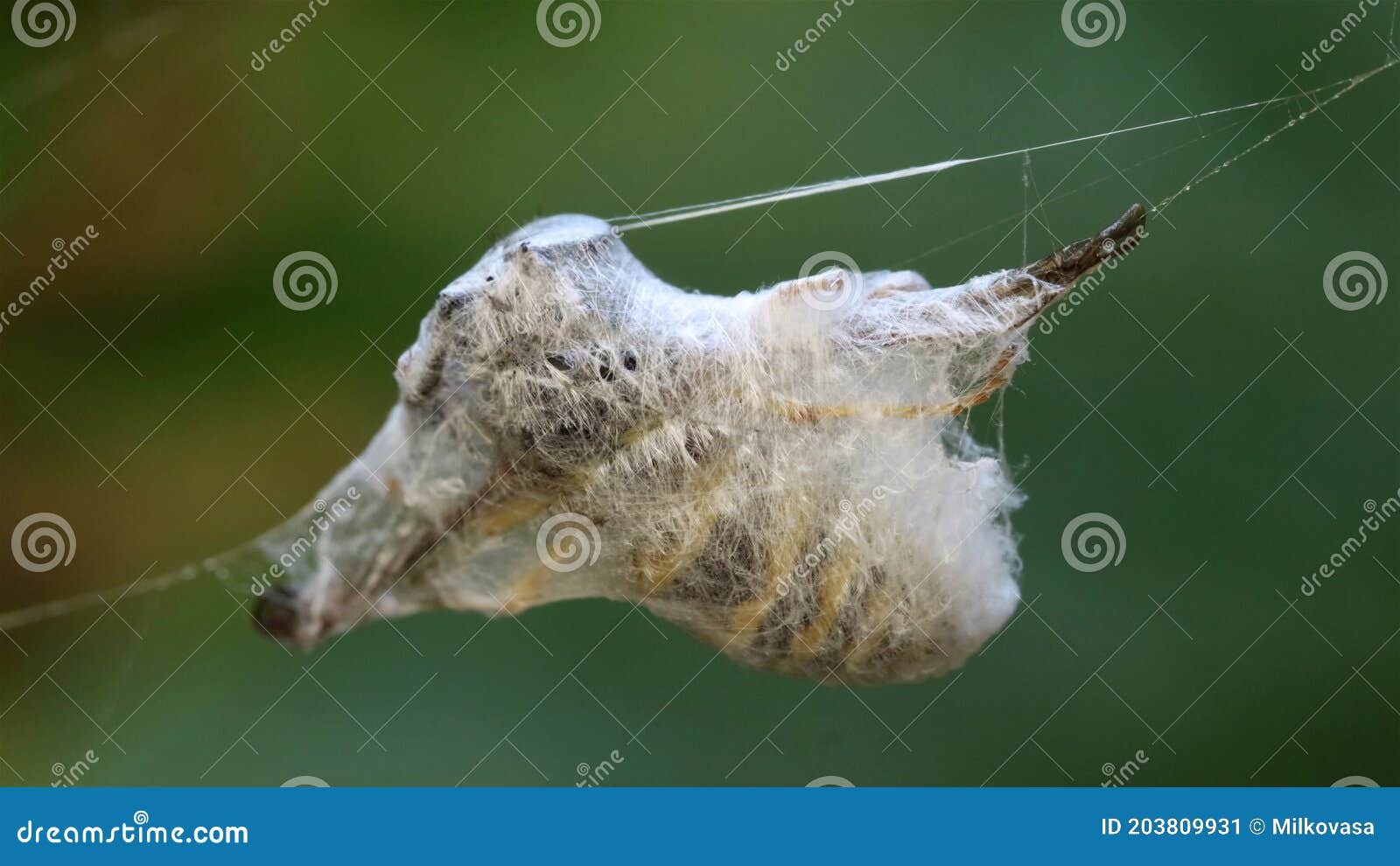 A Wasp Wrapped in a Spider Web Stock Video - Video of killing, dead ...