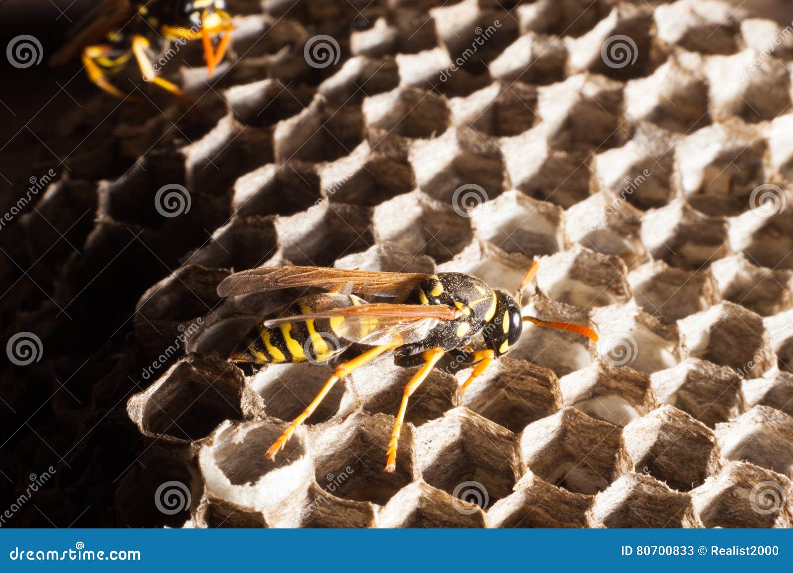 Wasp on the cells stock image. Image of settlement, stinging - 80700833
