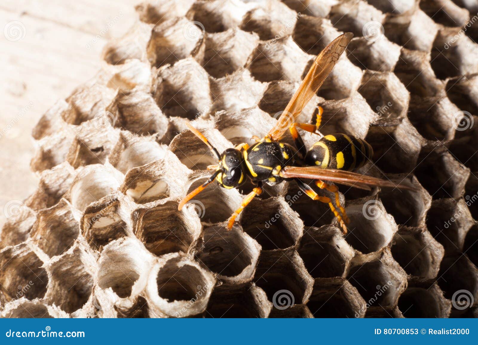 Wasp on the cells stock image. Image of settlement, eyes - 80700853