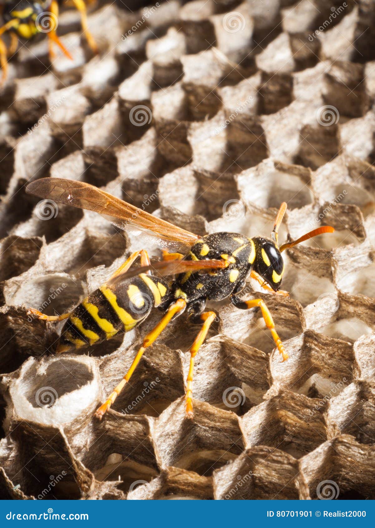 Wasp On The Cells Royalty-Free Stock Photography | CartoonDealer.com ...