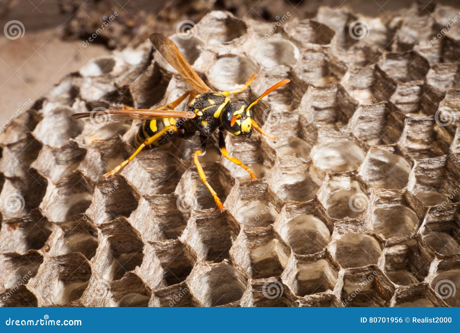 Wasp On The Cells Stock Photo | CartoonDealer.com #80701956