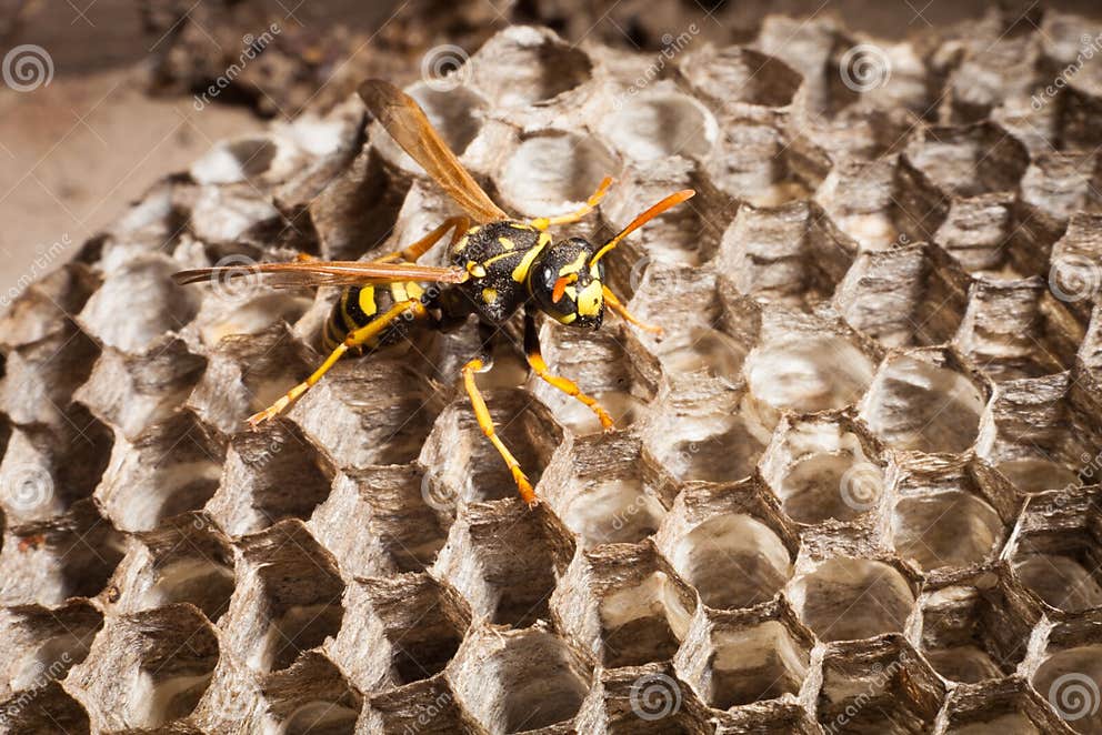 Wasp on the cells stock photo. Image of store, incubator - 80701956