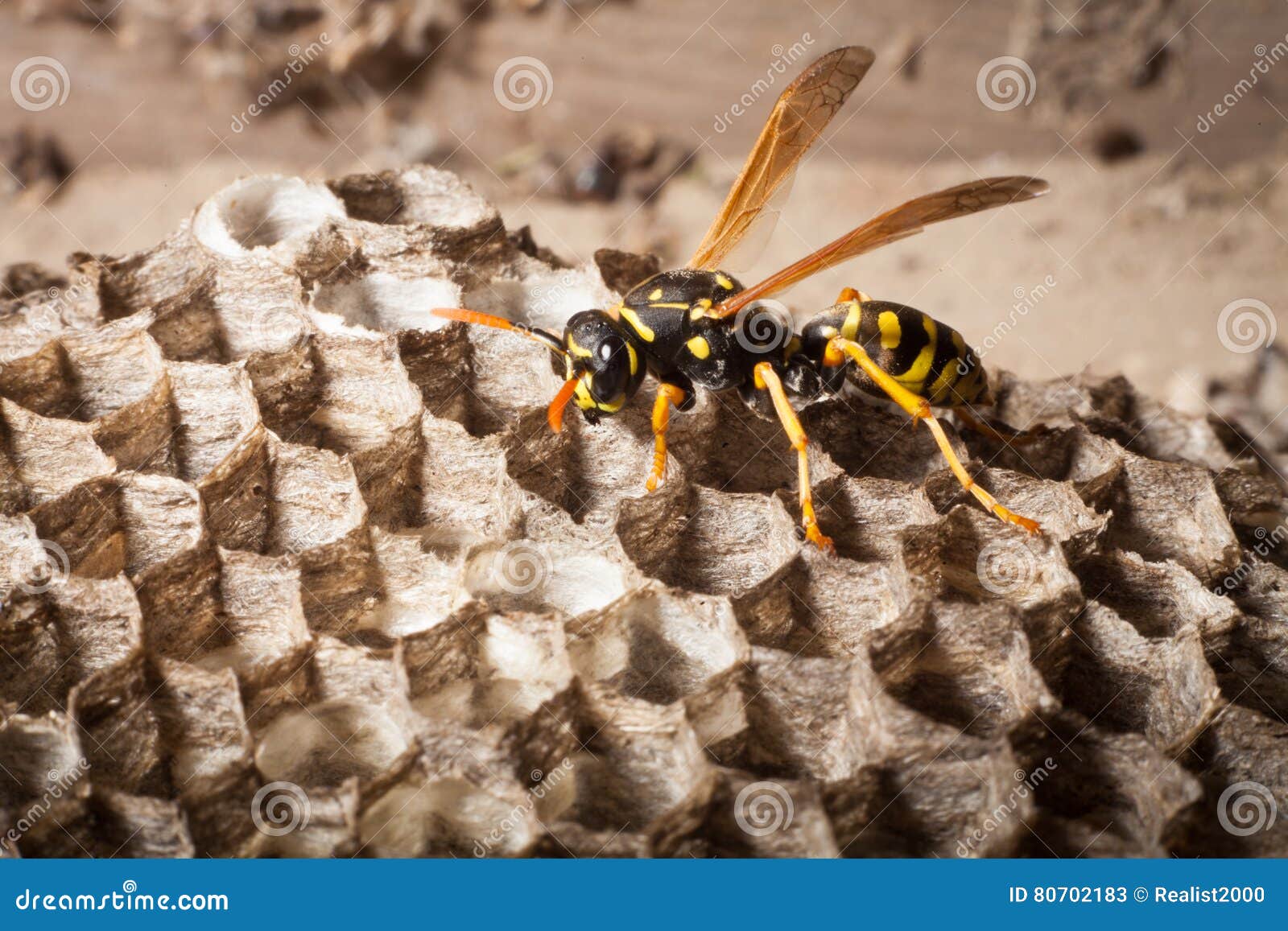 Wasp on the cells stock image. Image of home, macro, hunter - 80702183