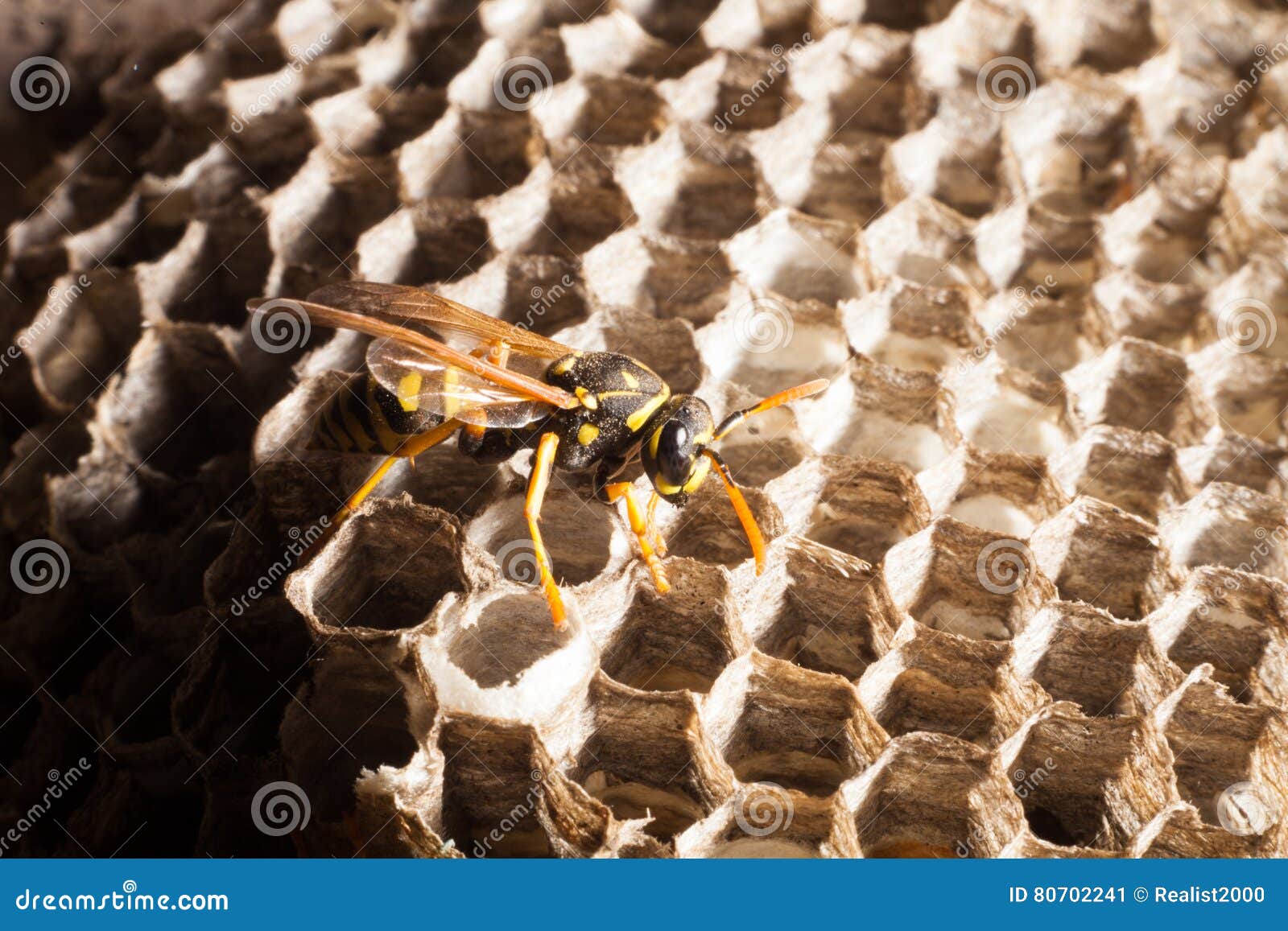 Wasp on the cells stock image. Image of sitting, store - 80702241