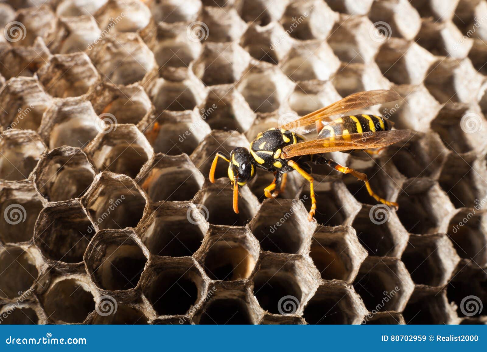 Wasp on the cells stock image. Image of insect, beehive - 80702959