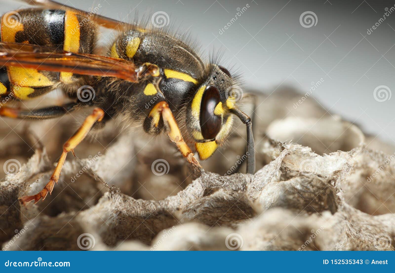 Wasp on chambers stock image. Image of hive, colony - 152535343