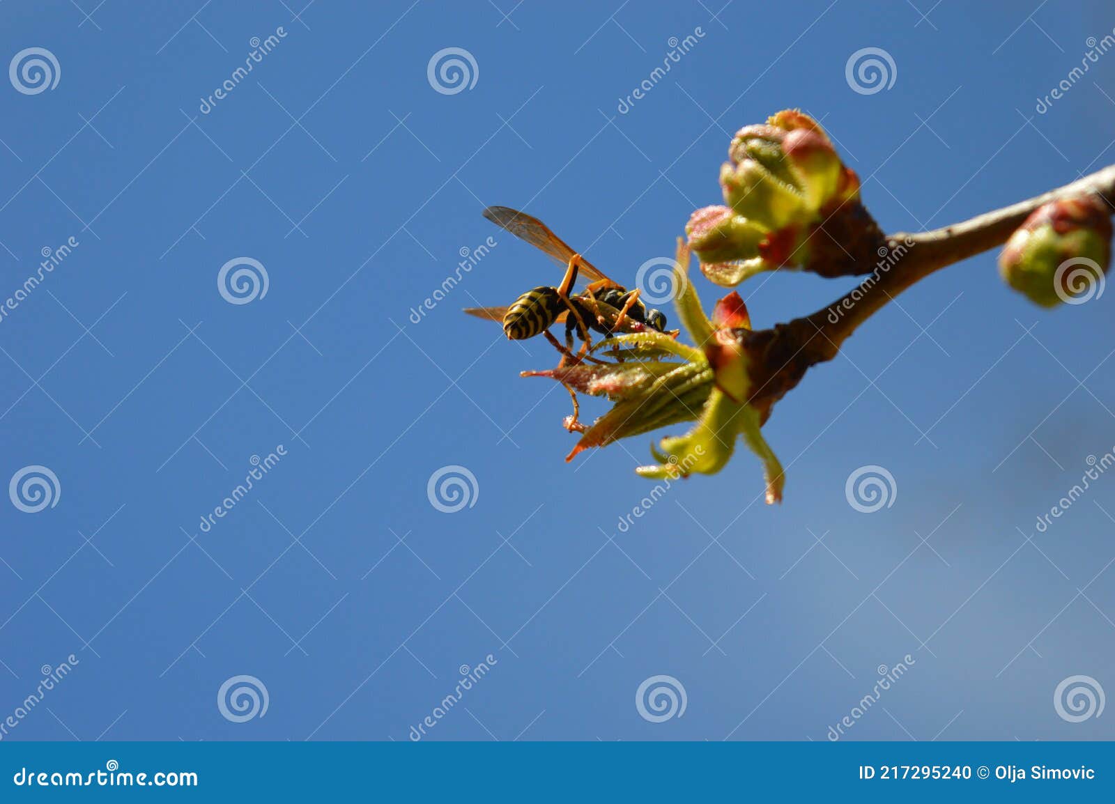 Wasp on a cherry blossom stock photo. Image of flower - 217295240