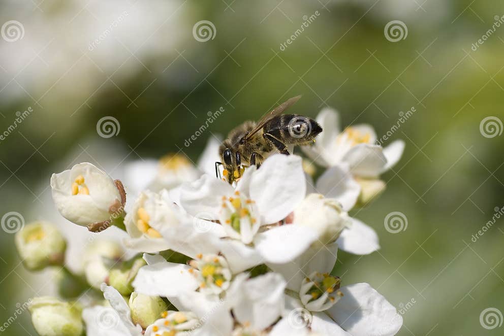 Wasp on cherry flower stock photo. Image of nature, detail - 35796820