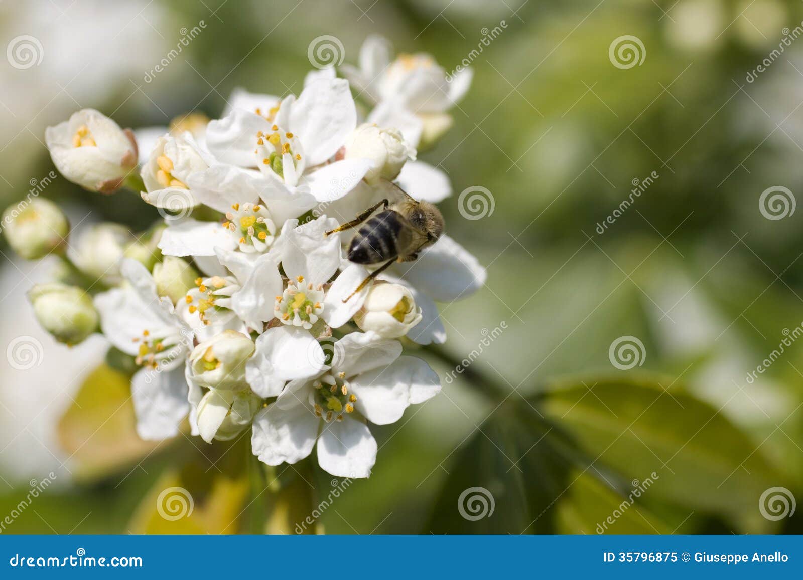 Wasp on cherry flower stock image. Image of light, floral - 35796875