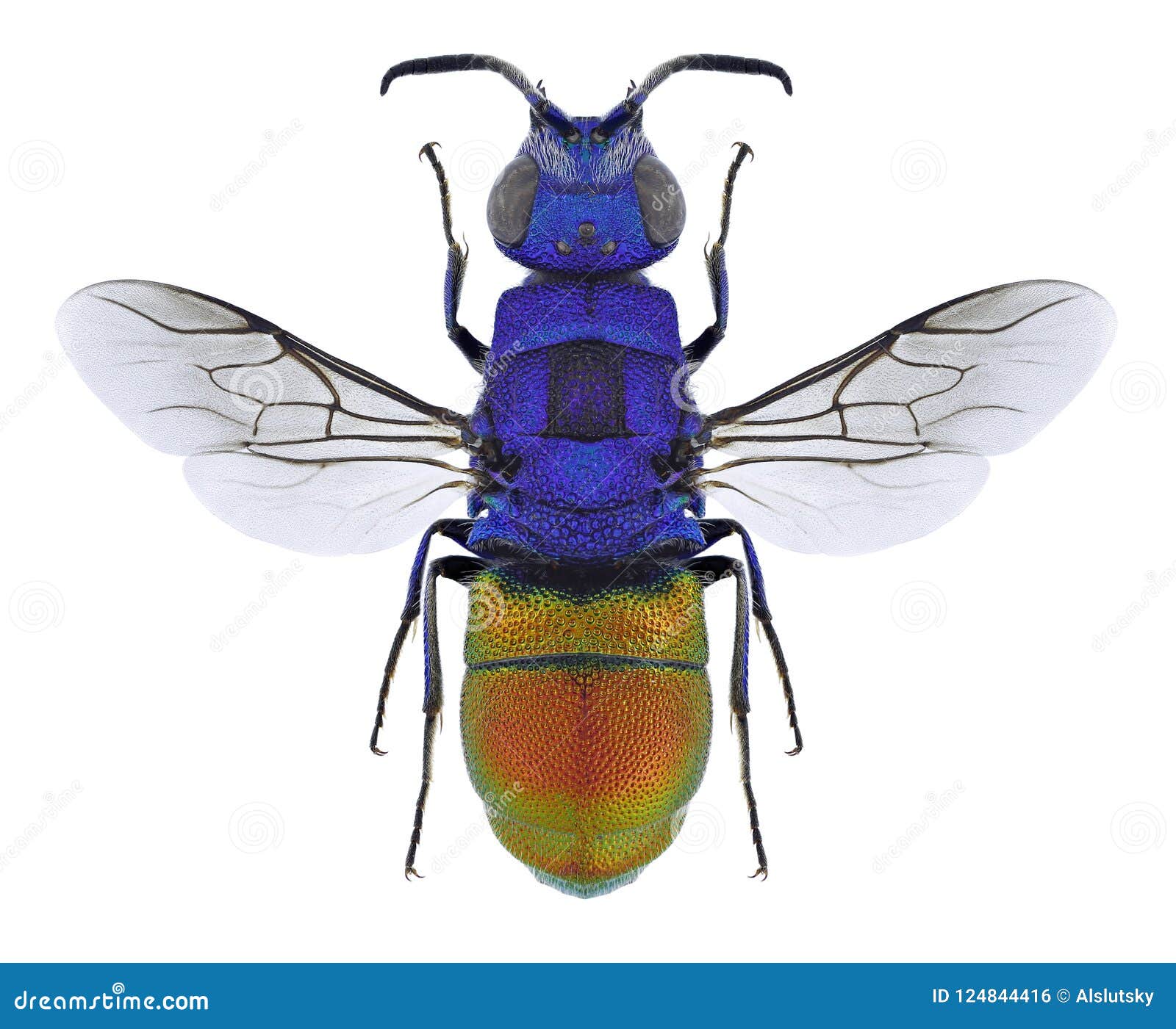 Chrysis Stock Illustrations – 4 Chrysis Stock Illustrations, Vectors ...