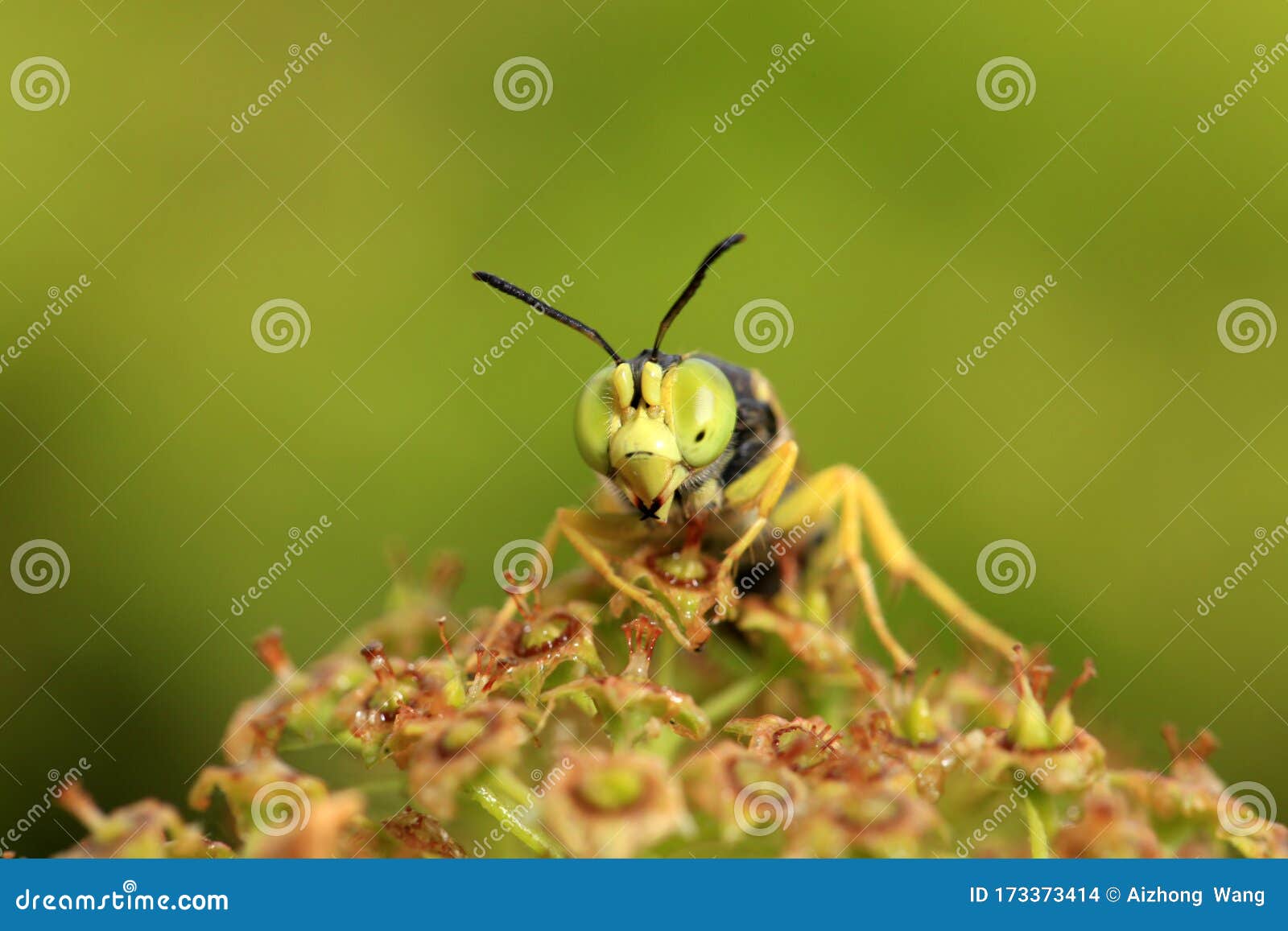 A wasp, close-up stock photo. Image of sting, closeup - 173373414