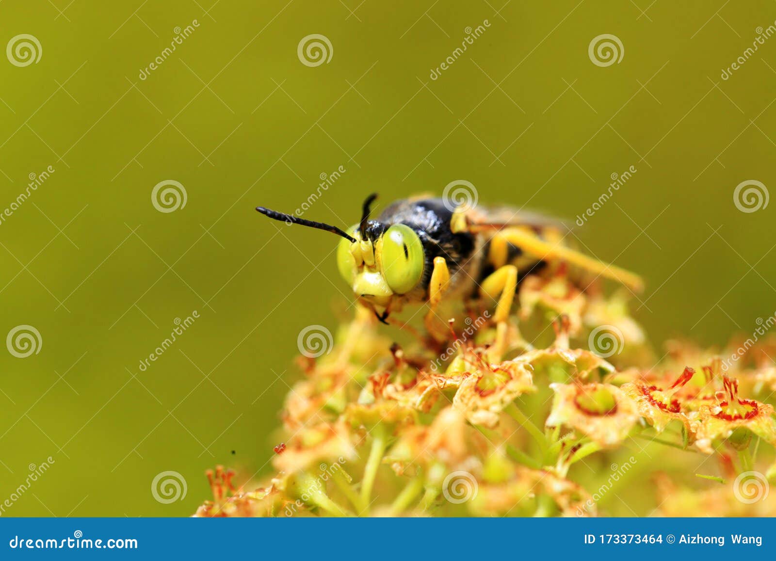 A wasp, close-up stock photo. Image of jacket, dangerous - 173373464