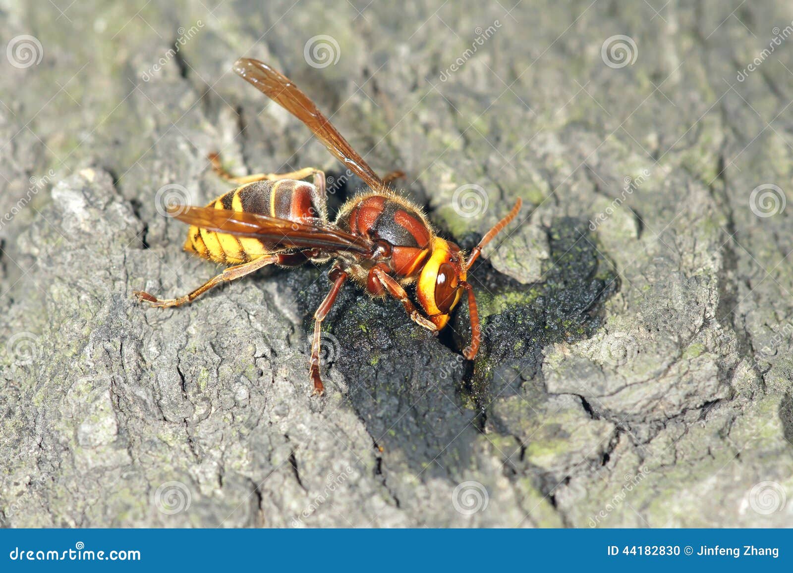 Wasp stock photo. Image of wasp, bugs, insects, inflorescence - 44182830