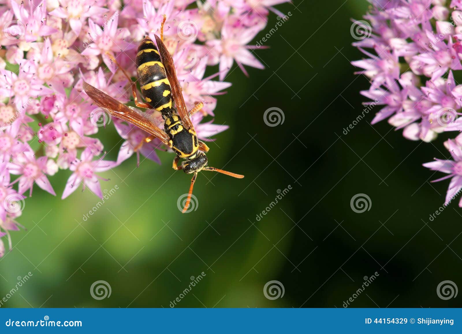 Wasp stock image. Image of macro, animal, closeup, pink - 44154329