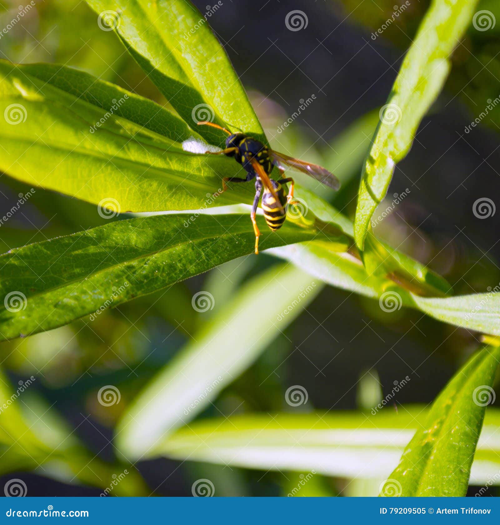 Wasp Closeup on Green Grass Stock Image - Image of apoid, hymenoptera ...